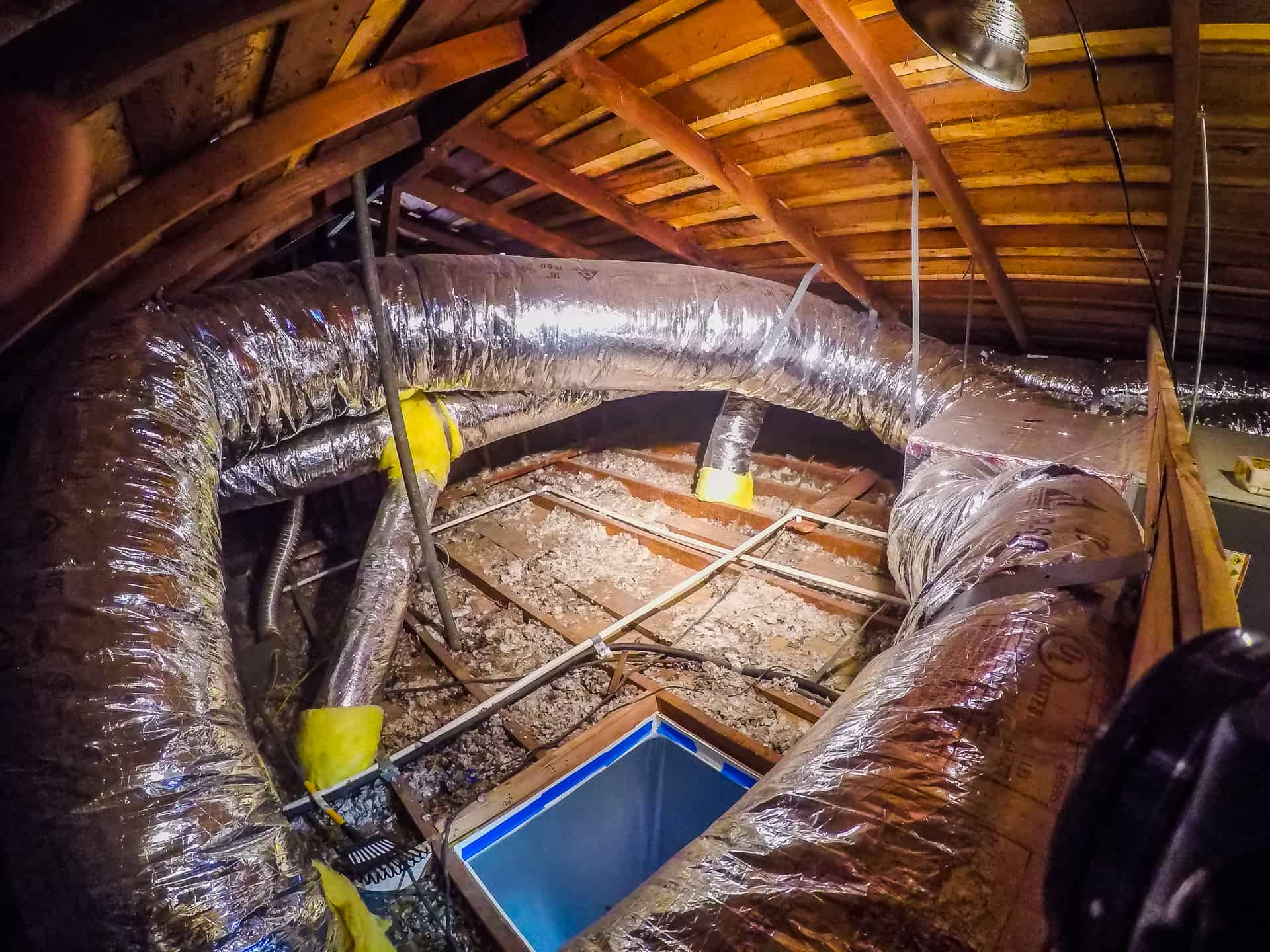 Rodent Proofing | Local Attic Cleaning and Insulation Removal Service